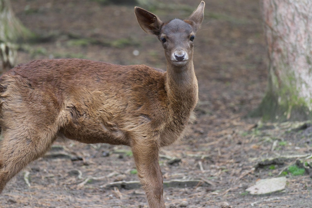 20,000+ Free Deer Eyes & Deer Images - Pixabay