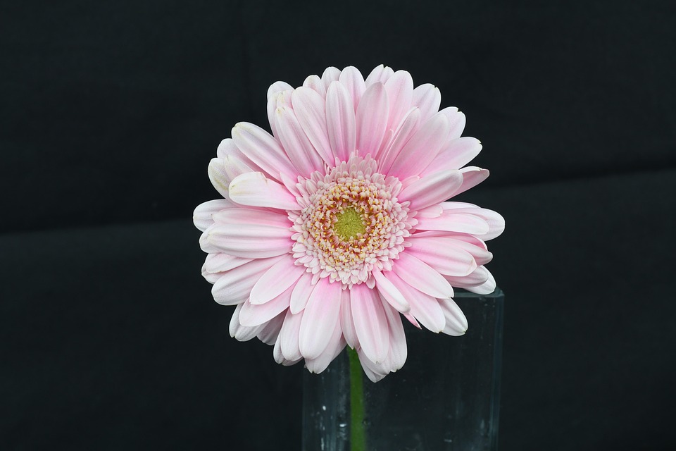 Transvaal Daisy Gerbera Pink - Free photo on Pixabay