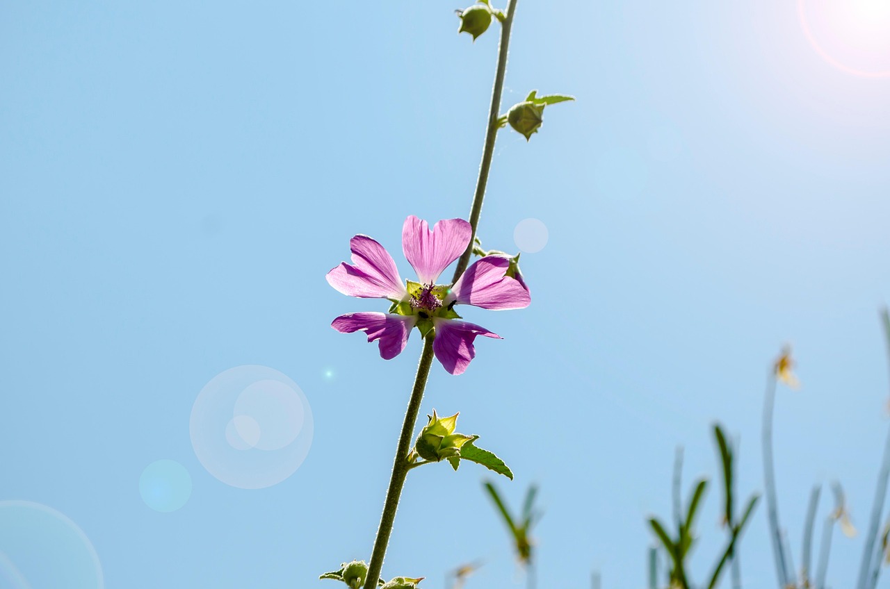 Flower Light Flare Meadow - Free photo on Pixabay