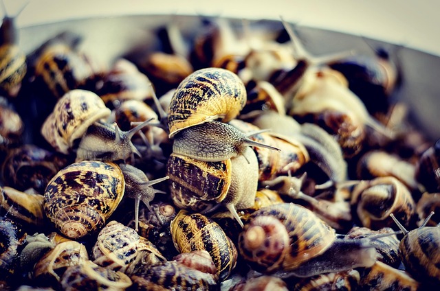 Caramujos Natureza Gastrópodes - Foto gratuita no Pixabay - Pixabay