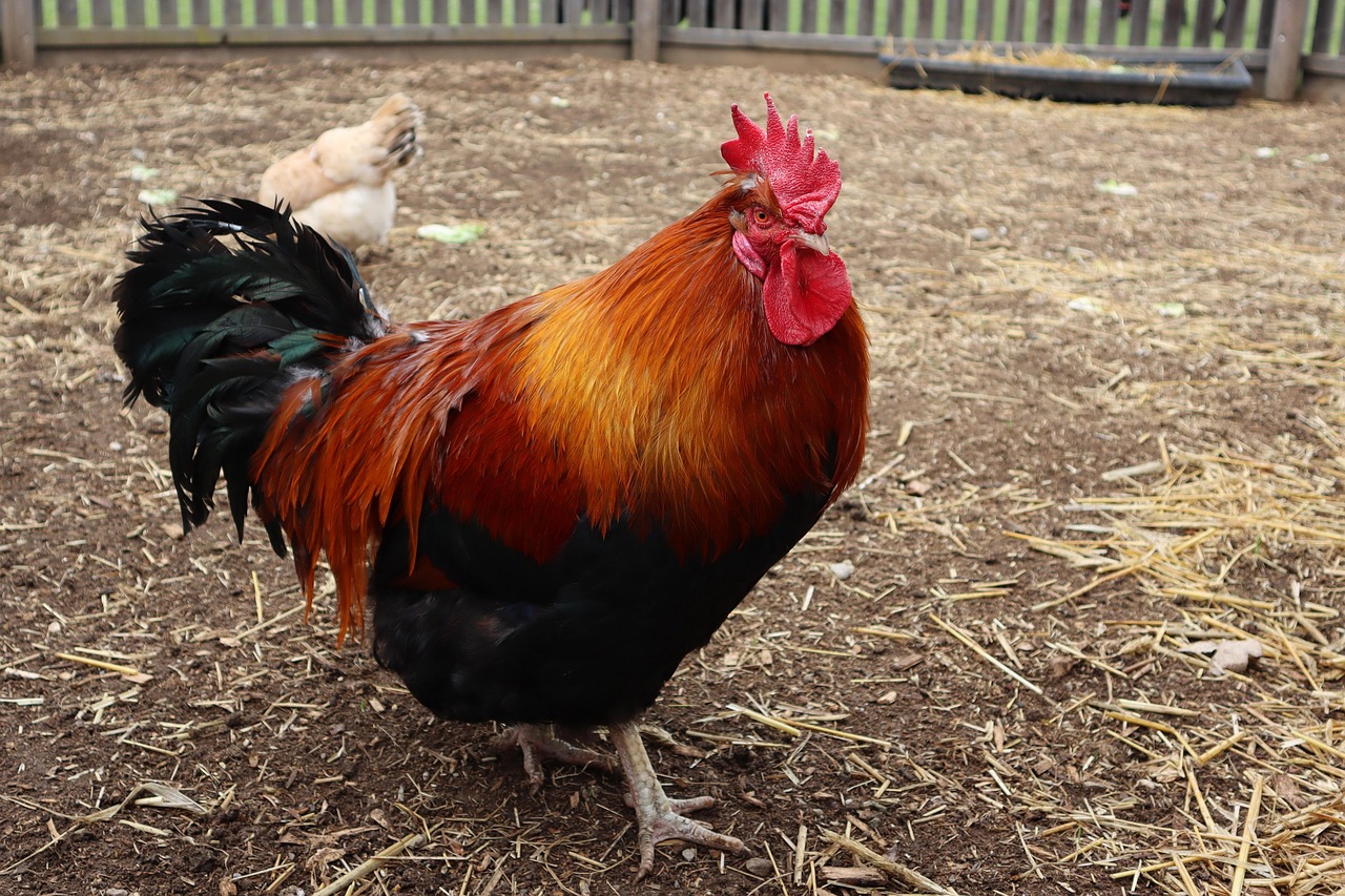 Pájaro Pollo Gallo - Foto gratis en Pixabay - Pixabay