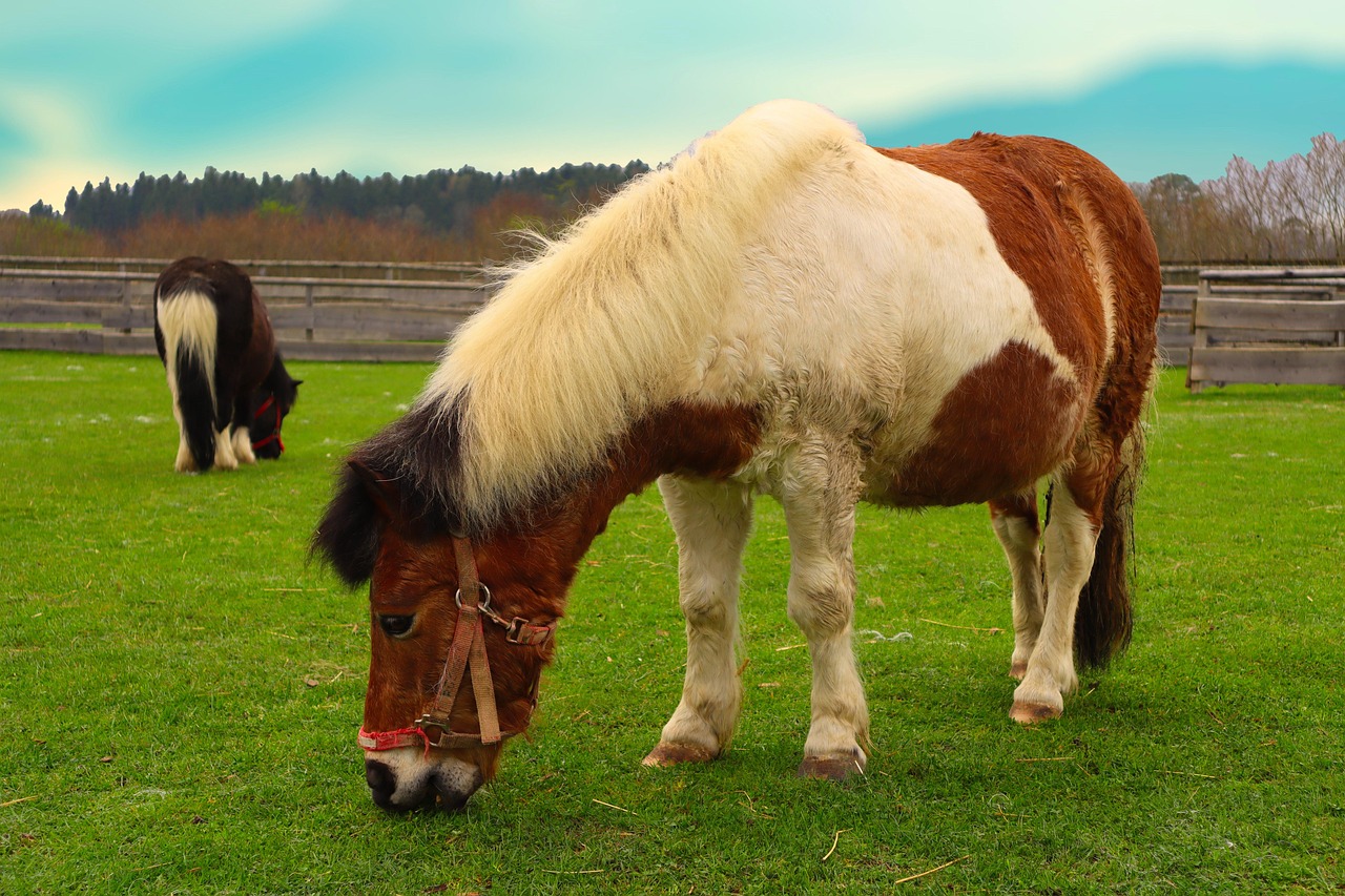 Les Chevaux Animaux Paddock - Photo gratuite sur Pixabay - Pixabay