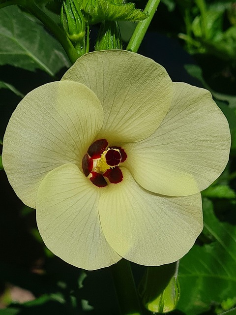 Flower Bloom Botany - Free photo on Pixabay