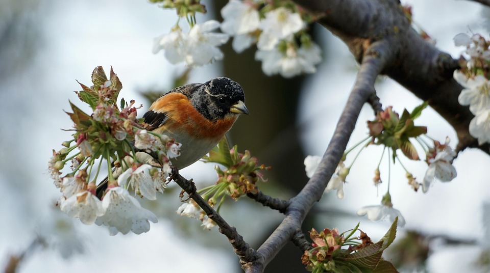 Bergfink Vogel Tier - Kostenloses Foto auf Pixabay