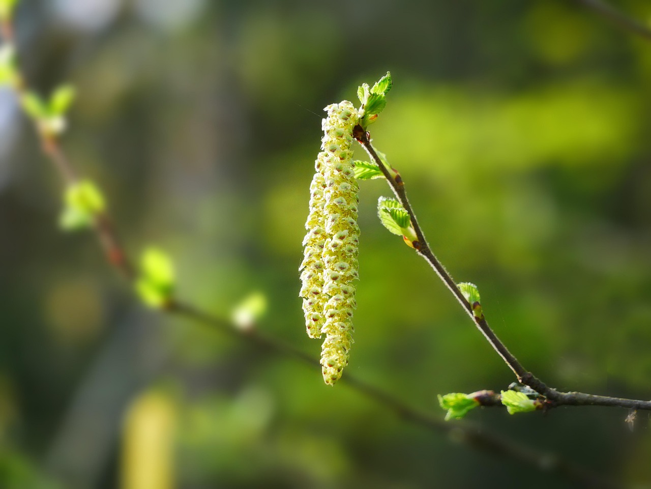 Red Birch Catkins Flowers - Free photo on Pixabay - Pixabay