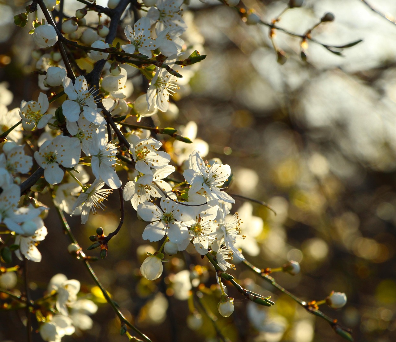 Sweet Cherry Blossom - Free photo on Pixabay - Pixabay