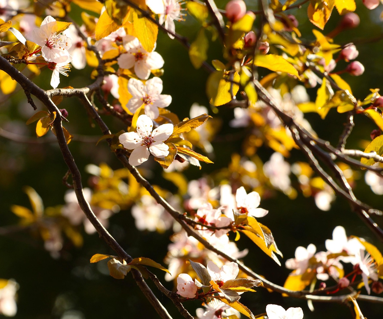Plum Blossom Flowers Spring - Free photo on Pixabay - Pixabay