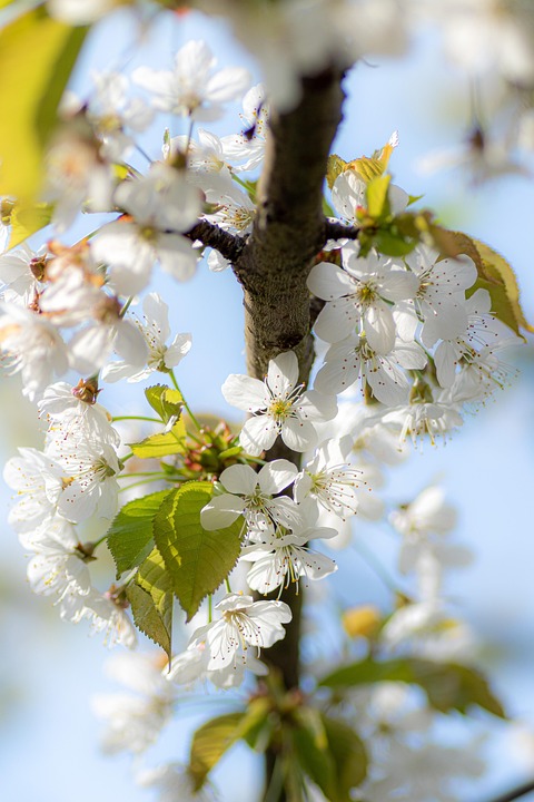 Süße Kirsche Kirschblüte Blumen - Kostenloses Foto auf Pixabay