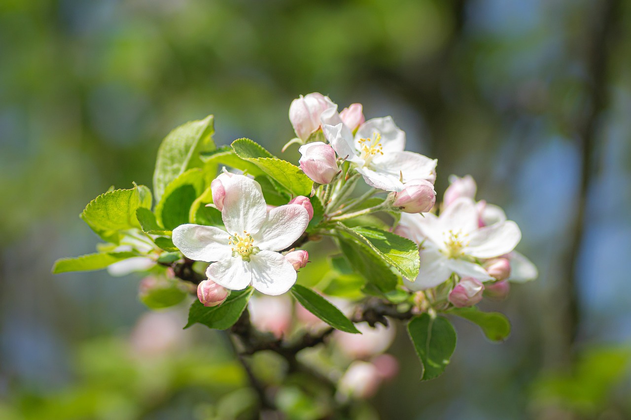 Sweet Cherry Blossom - Free photo on Pixabay