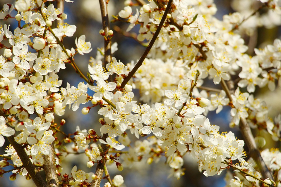 Prunellier Fleurir Fleurs Le - Photo gratuite sur Pixabay