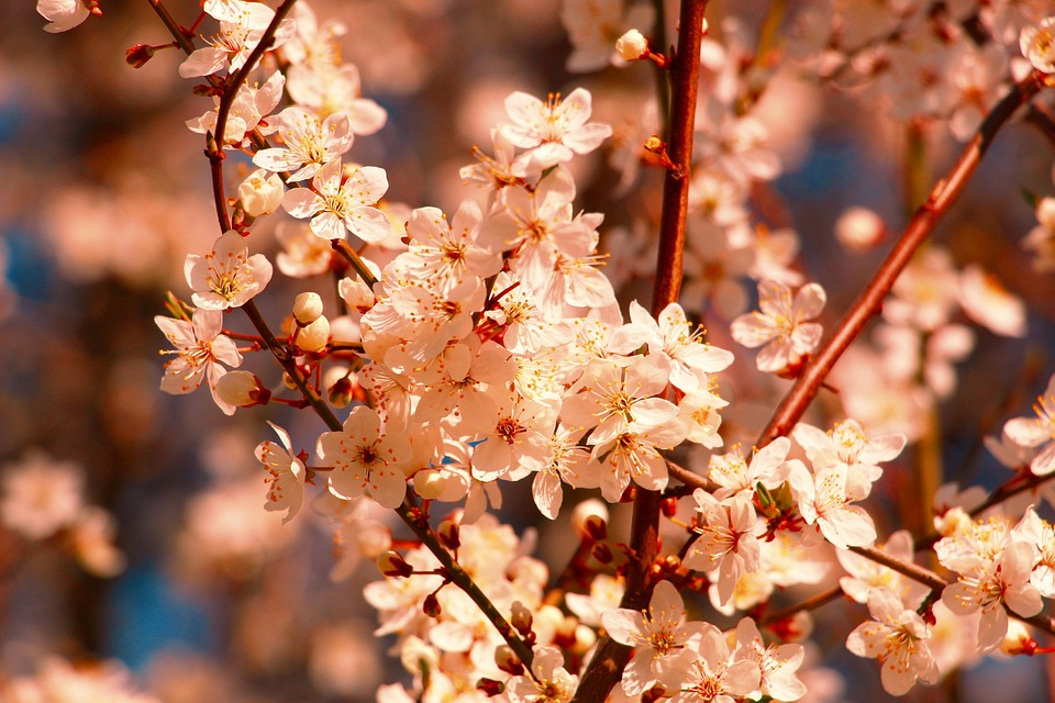 Plum Blossom Flowers Spring - Free photo on Pixabay