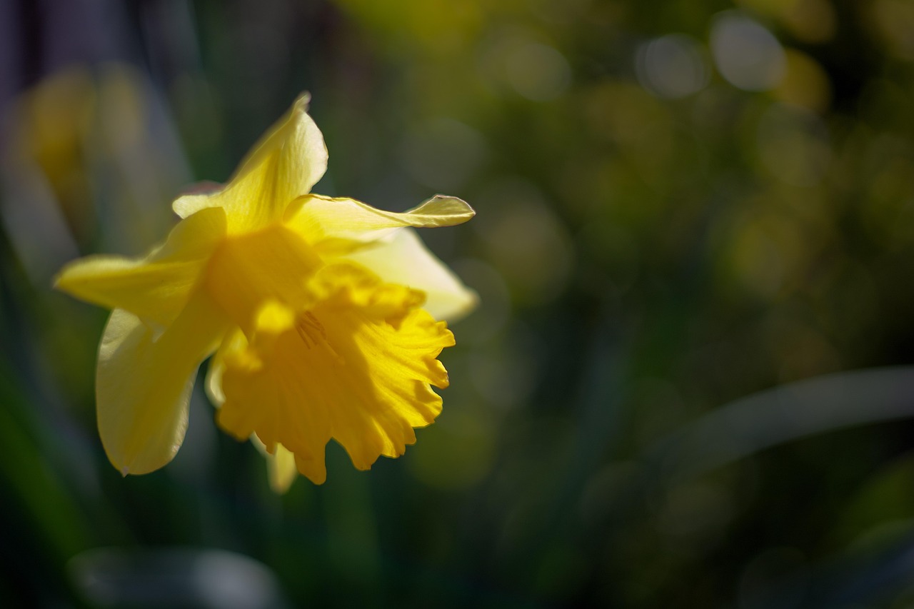 Narcyz Kwiat Roślin Dzwonek - Darmowe zdjęcie na Pixabay - Pixabay