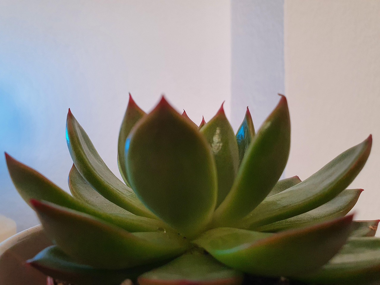 Succulent Plant Nature - Free photo on Pixabay - Pixabay