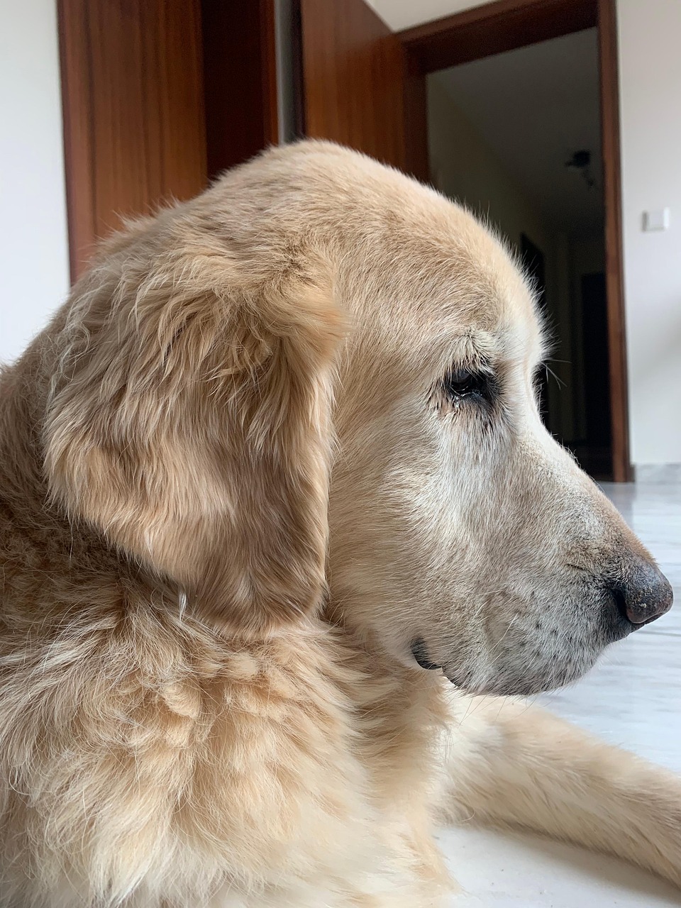 Jenis Anjing Golden Retriever - Foto gratis di Pixabay - Pixabay