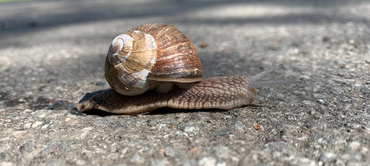 Snail Shell Mollusk - Free photo on Pixabay