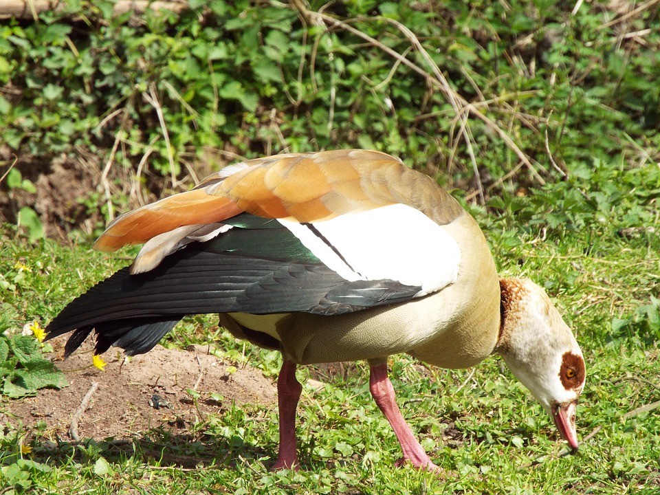 Duck Spring - Free photo on Pixabay - Pixabay