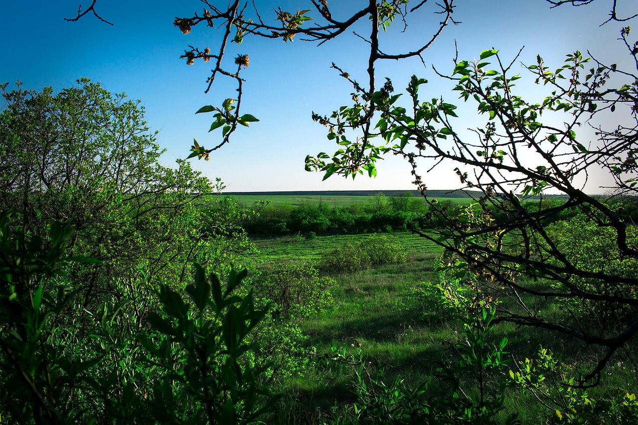 Nature Field Trees - Free photo on Pixabay - Pixabay