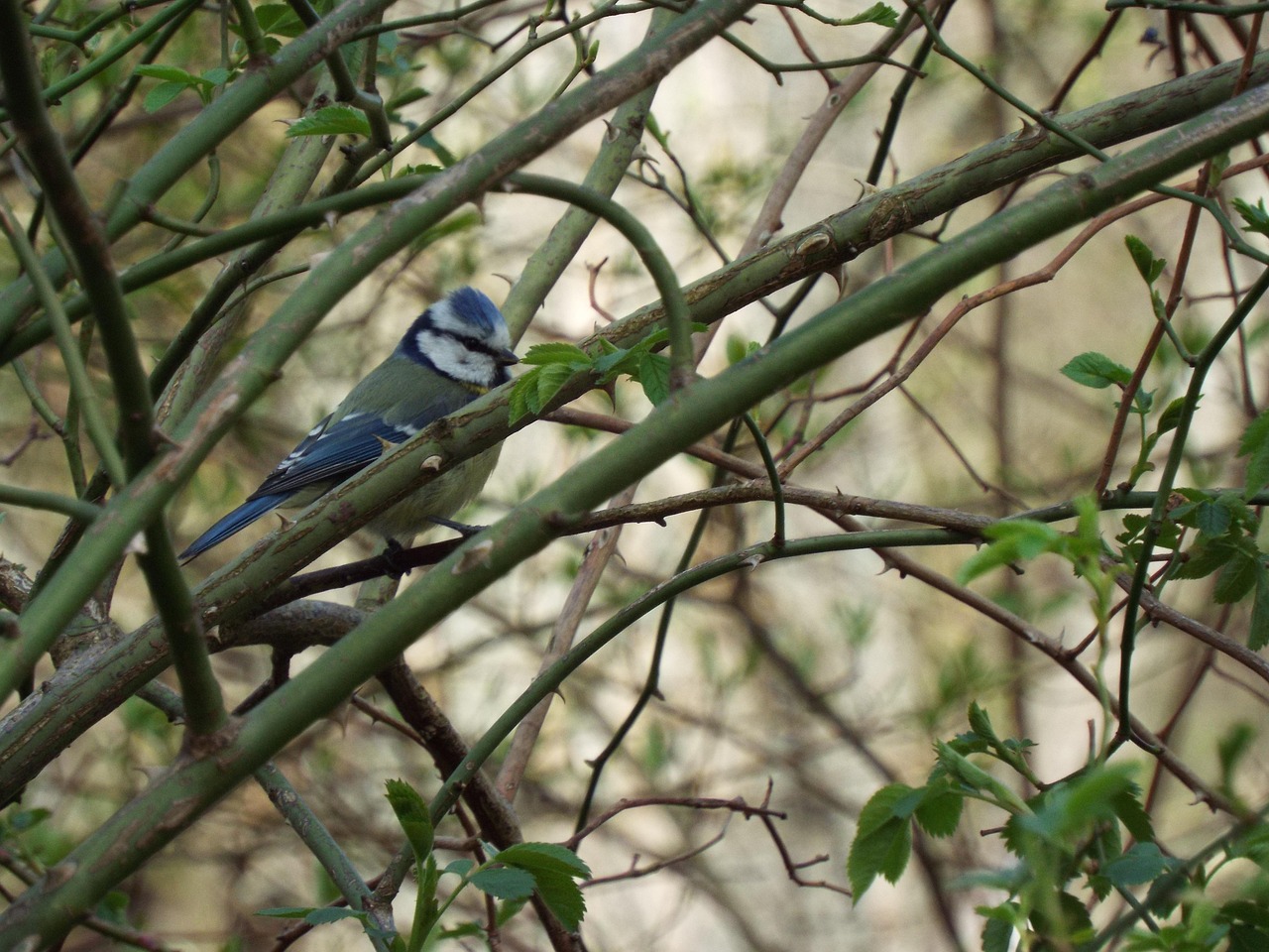 Oiseau Le Printemps Nature - Photo gratuite sur Pixabay - Pixabay