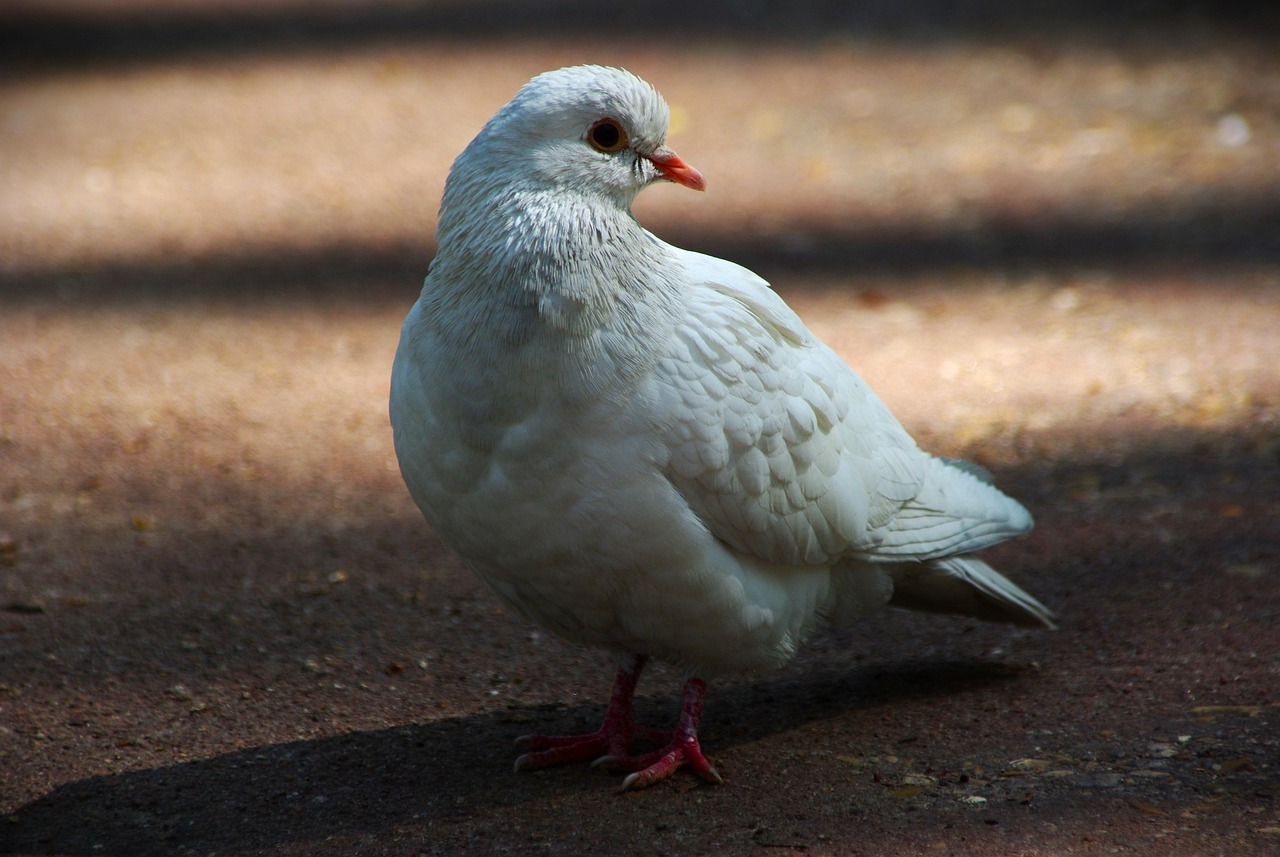 Pigeon Dove Bird - Free photo on Pixabay - Pixabay