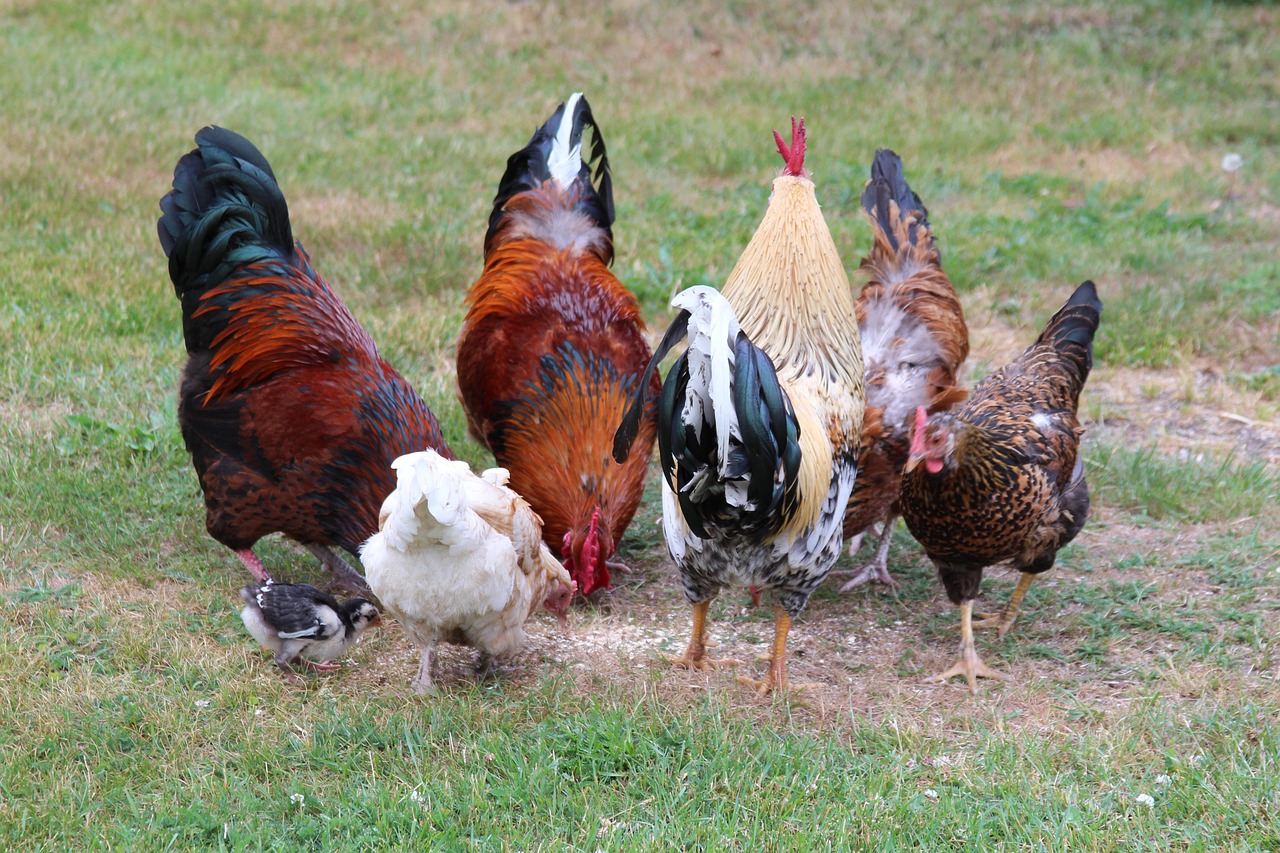 Ayam Jago Unggas - Foto gratis di Pixabay - Pixabay