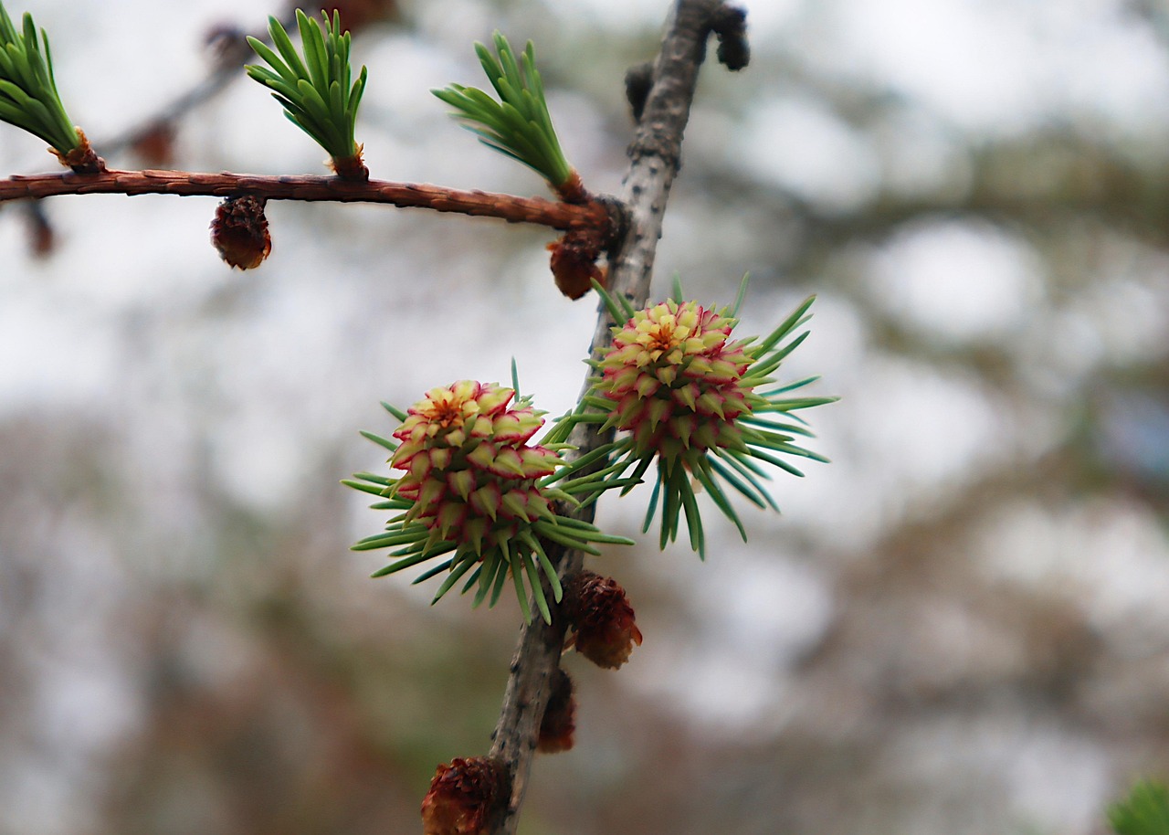 Larix Kaempferi Larch Cone - Free photo on Pixabay