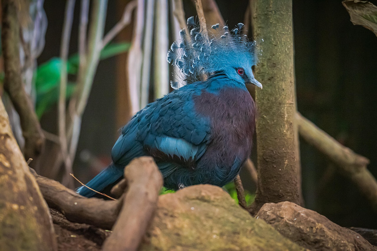 Victoria Crowned Pigeon Bird - Free photo on Pixabay