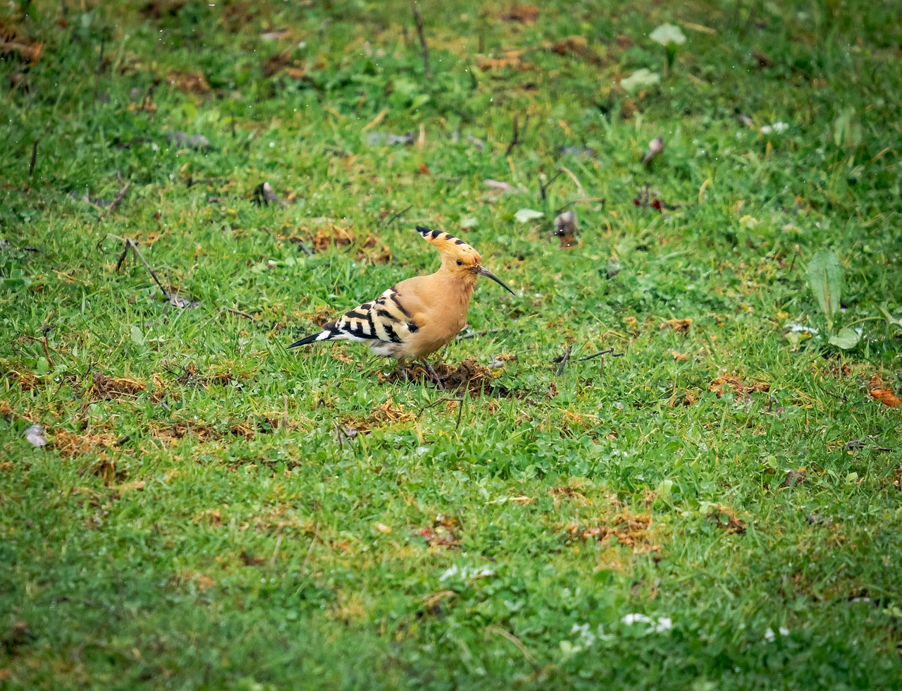 Hoopoe Garden Bird - Free photo on Pixabay - Pixabay