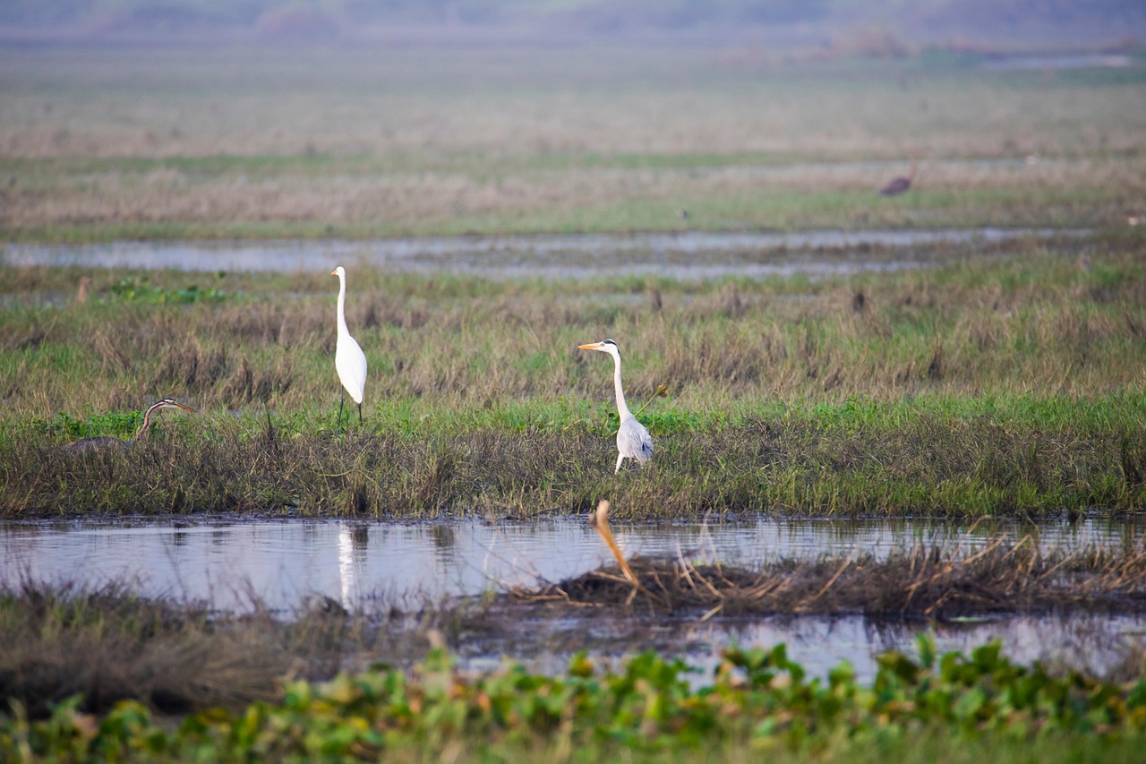 Aves Ornitología Garza - Foto gratis en Pixabay
