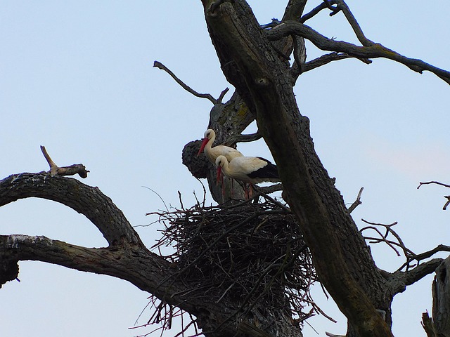 Cigogne La Nature Oiseau - Photo gratuite sur Pixabay - Pixabay