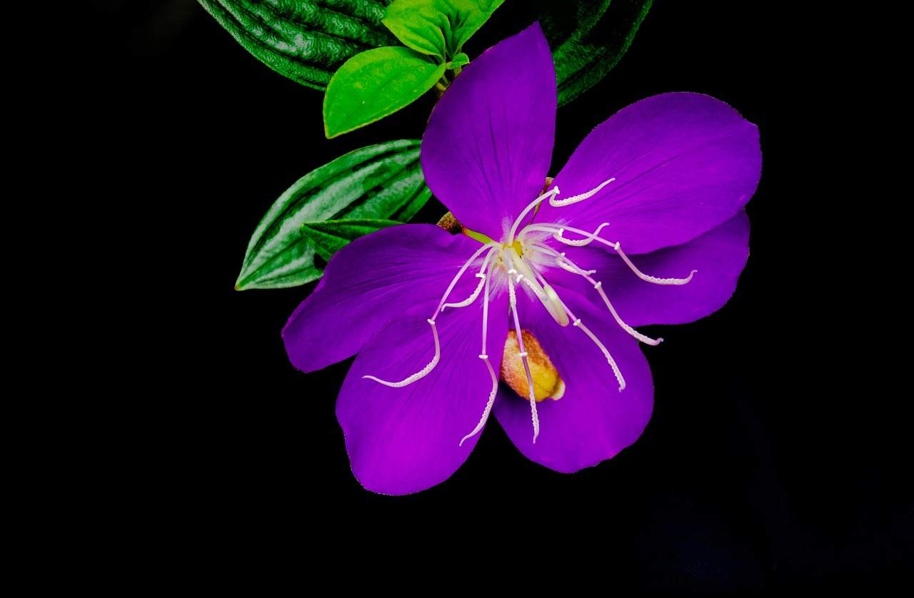 Flower Lasiandra Glory Bush - Free photo on Pixabay - Pixabay