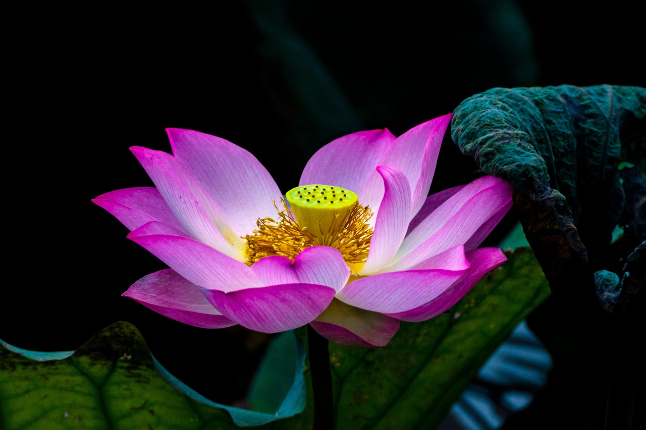 Lotus Flower Pink - Free photo on Pixabay - Pixabay