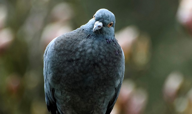 Colombe Oiseau Animal - Photo gratuite sur Pixabay - Pixabay