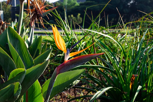 Fleurs Botanique En Plein Air - Photo gratuite sur Pixabay - Pixabay