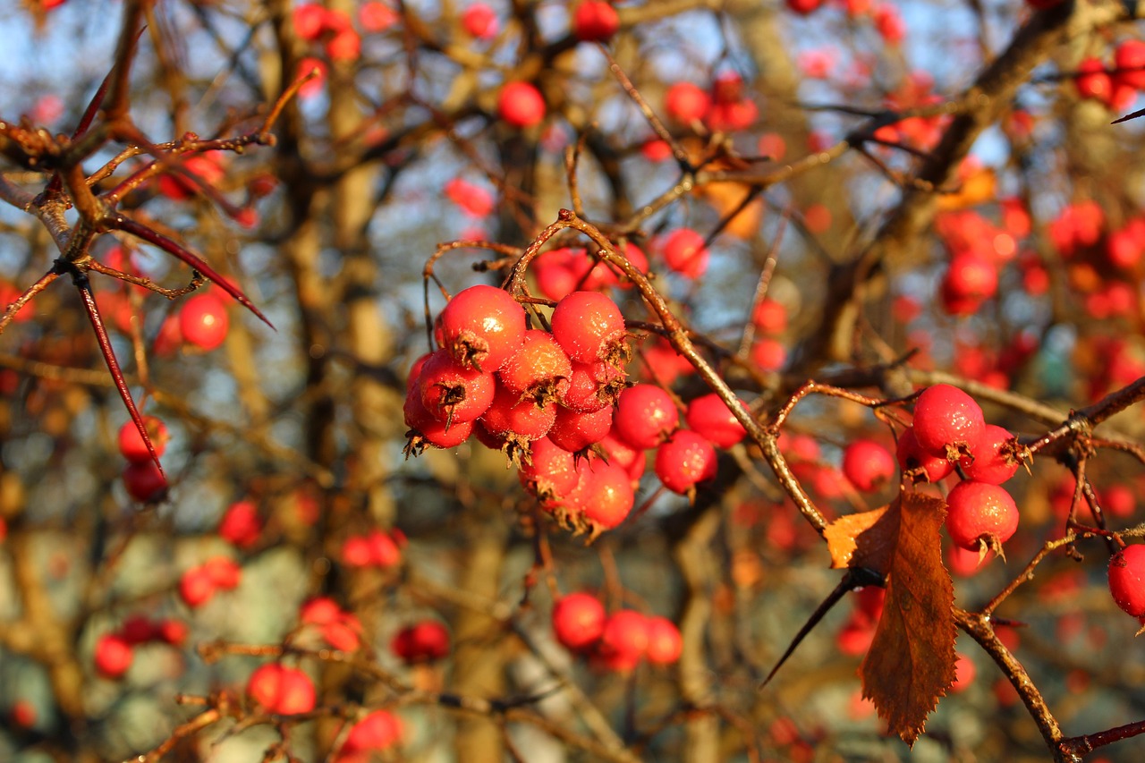 Plant Rose Hip Nature - Free photo on Pixabay