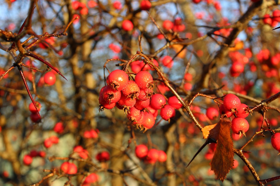 Plant Rose Hip Nature - Free photo on Pixabay