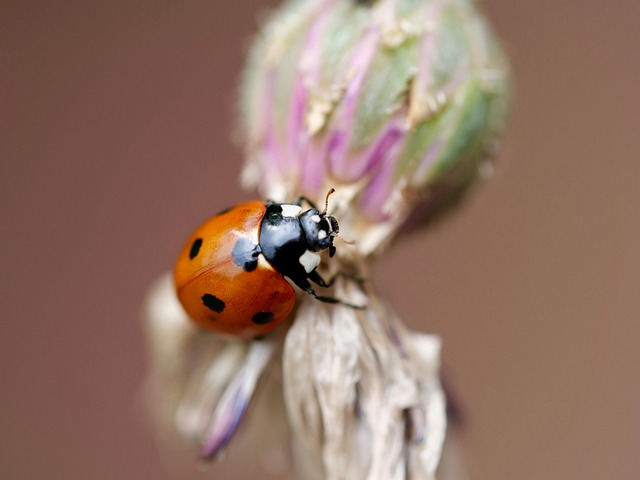 Insecte Coccinelle Entomologie - Photo gratuite sur Pixabay - Pixabay