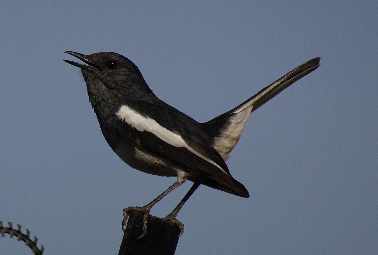 Oriental Magpie-Robin - Free photo on Pixabay