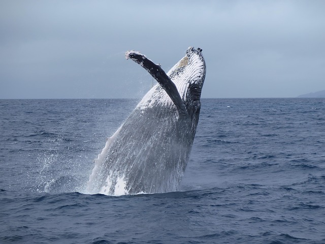 Whale Australia Beach - Free photo on Pixabay