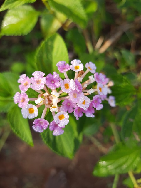 Belle Fleur Nature Fleurs - Photo gratuite sur Pixabay - Pixabay