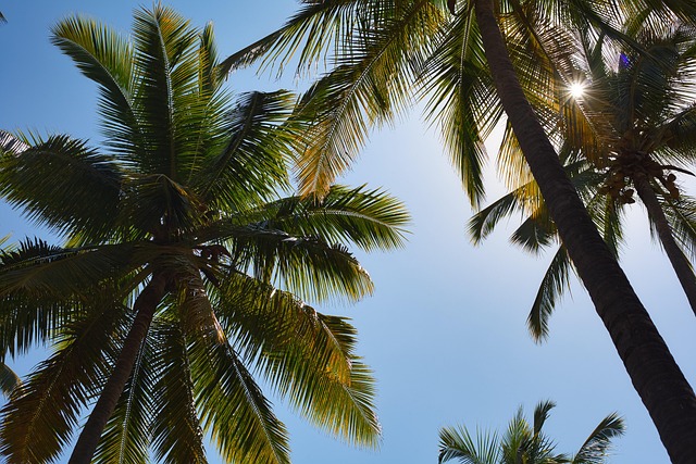 Coco Natureza Exótico - Foto gratuita no Pixabay - Pixabay