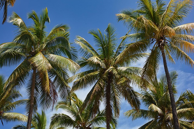 Noix De Coco Tropical Palmier - Photo gratuite sur Pixabay - Pixabay
