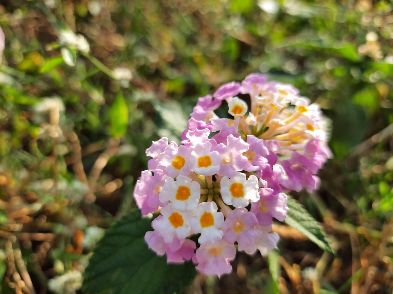 马缨丹 粉红色的花朵 野花 - Pixabay上的免费照片