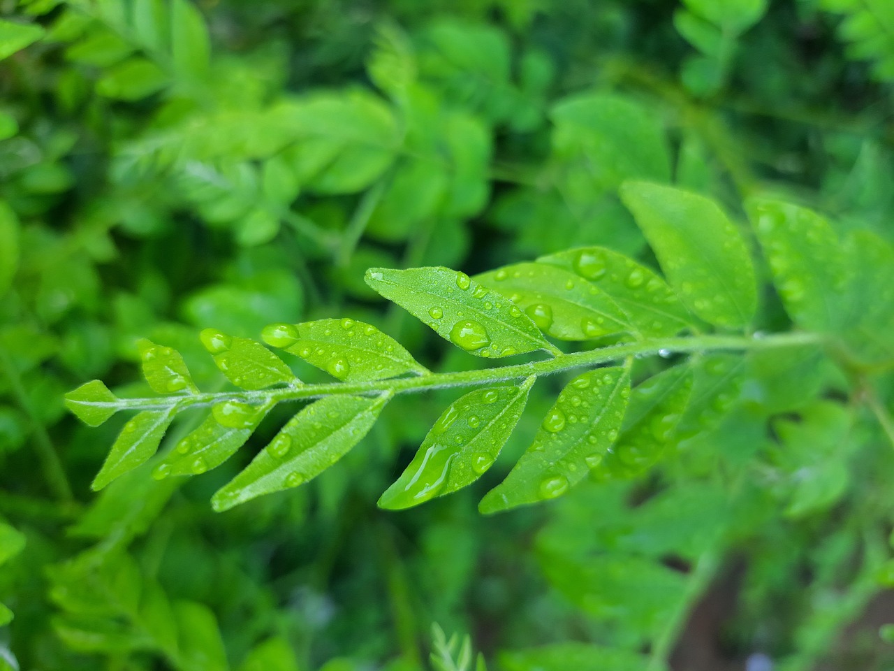 Daun-Daun Dedaunan Tanaman - Foto gratis di Pixabay - Pixabay