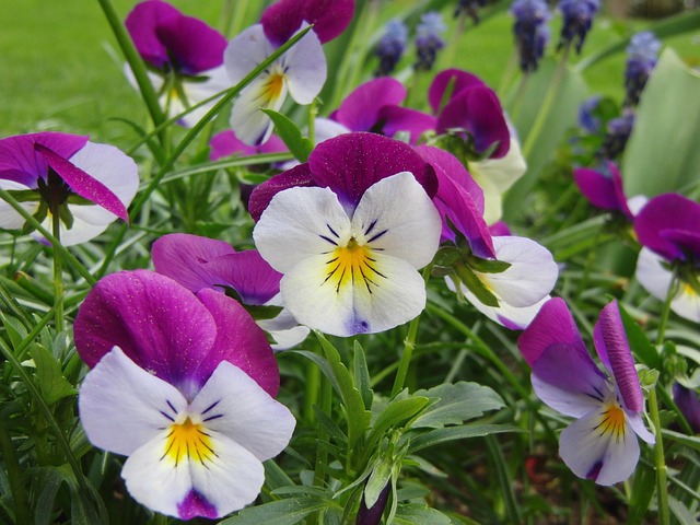 Flores Amores-Perfeitos Jardim - Foto gratuita no Pixabay - Pixabay