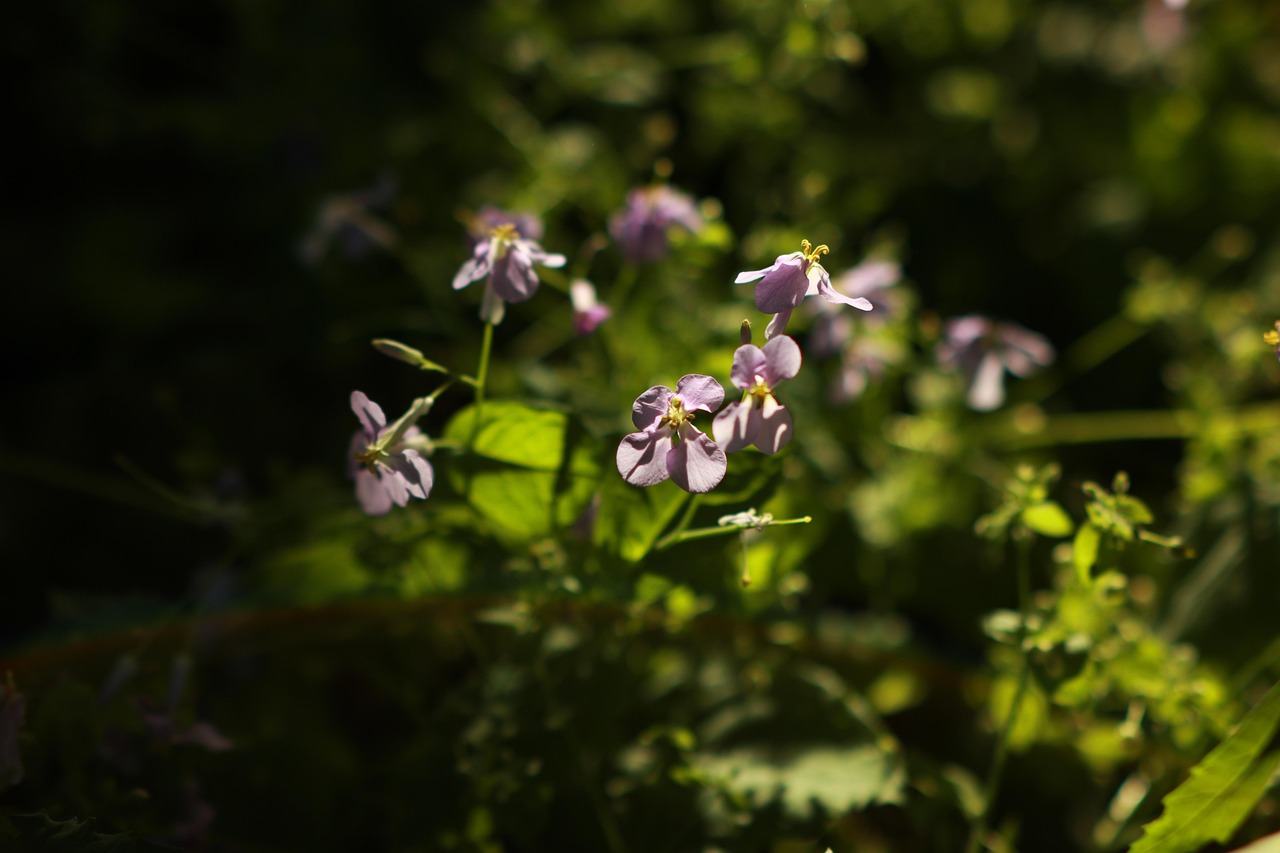 Orychophragmus Flowers Plant - Free photo on Pixabay - Pixabay