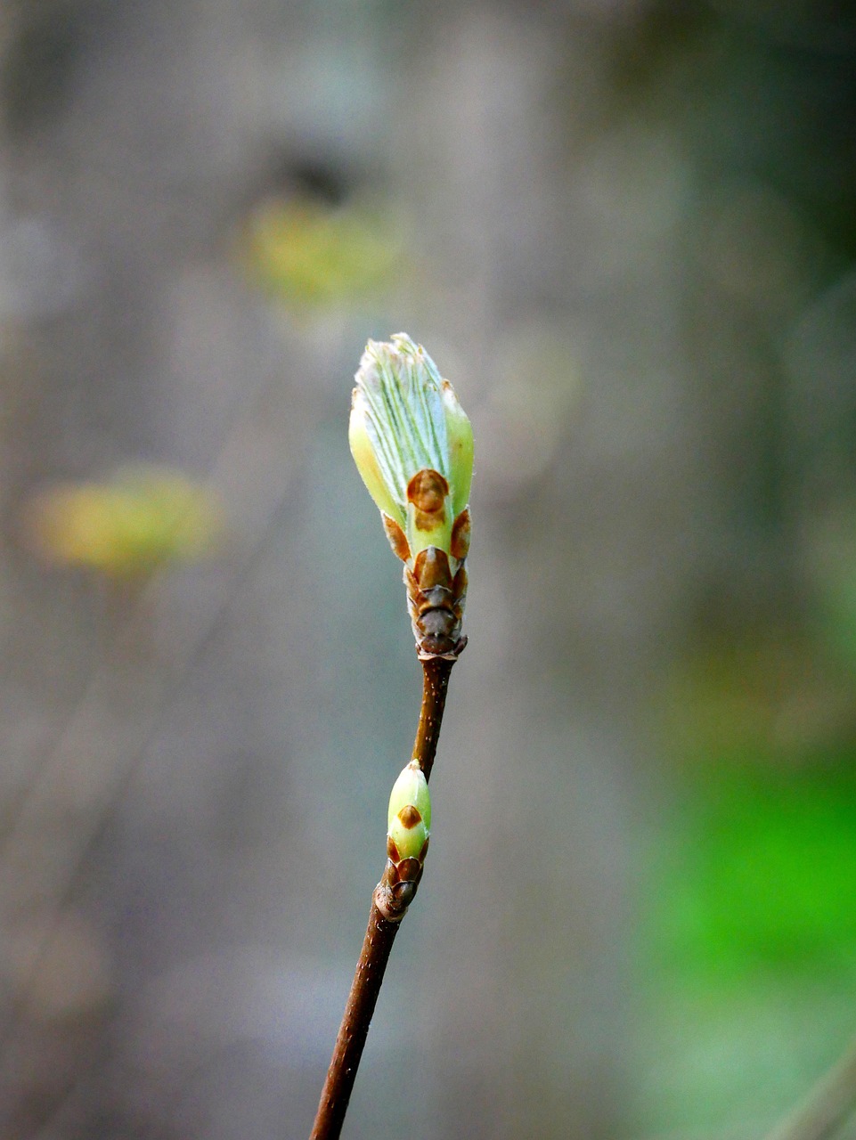 Leaf Bud Sprout Tree - Free photo on Pixabay