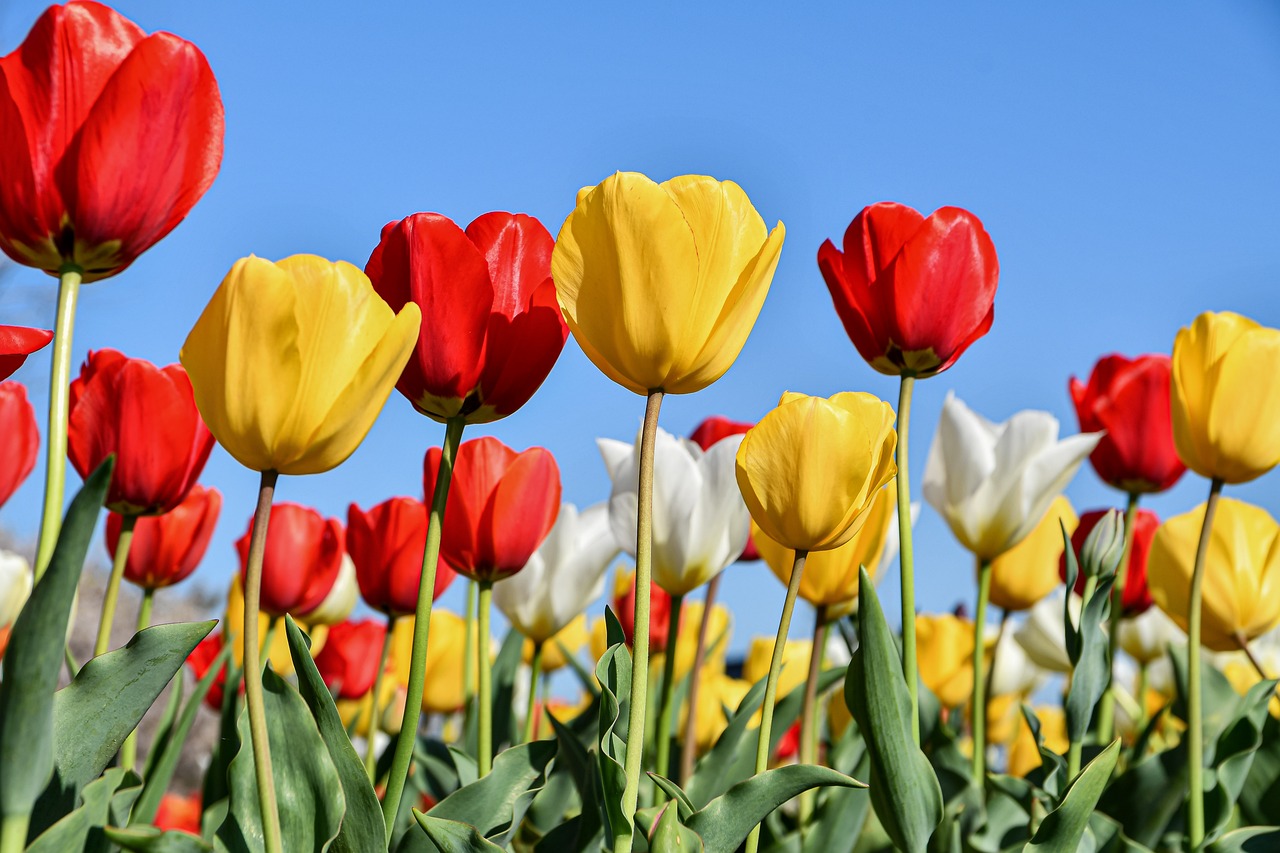 Tulipanes Flores Jardín - Foto gratis en Pixabay - Pixabay