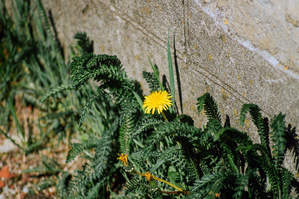 Dandelion Yellow Flower Garden - Free photo on Pixabay