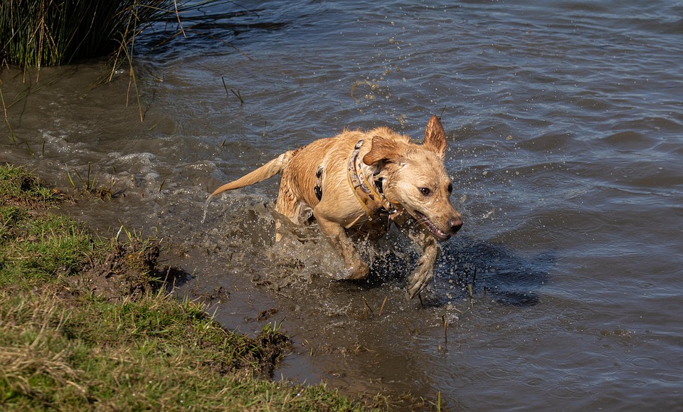 Dog River Labrador Retriever - Free photo on Pixabay