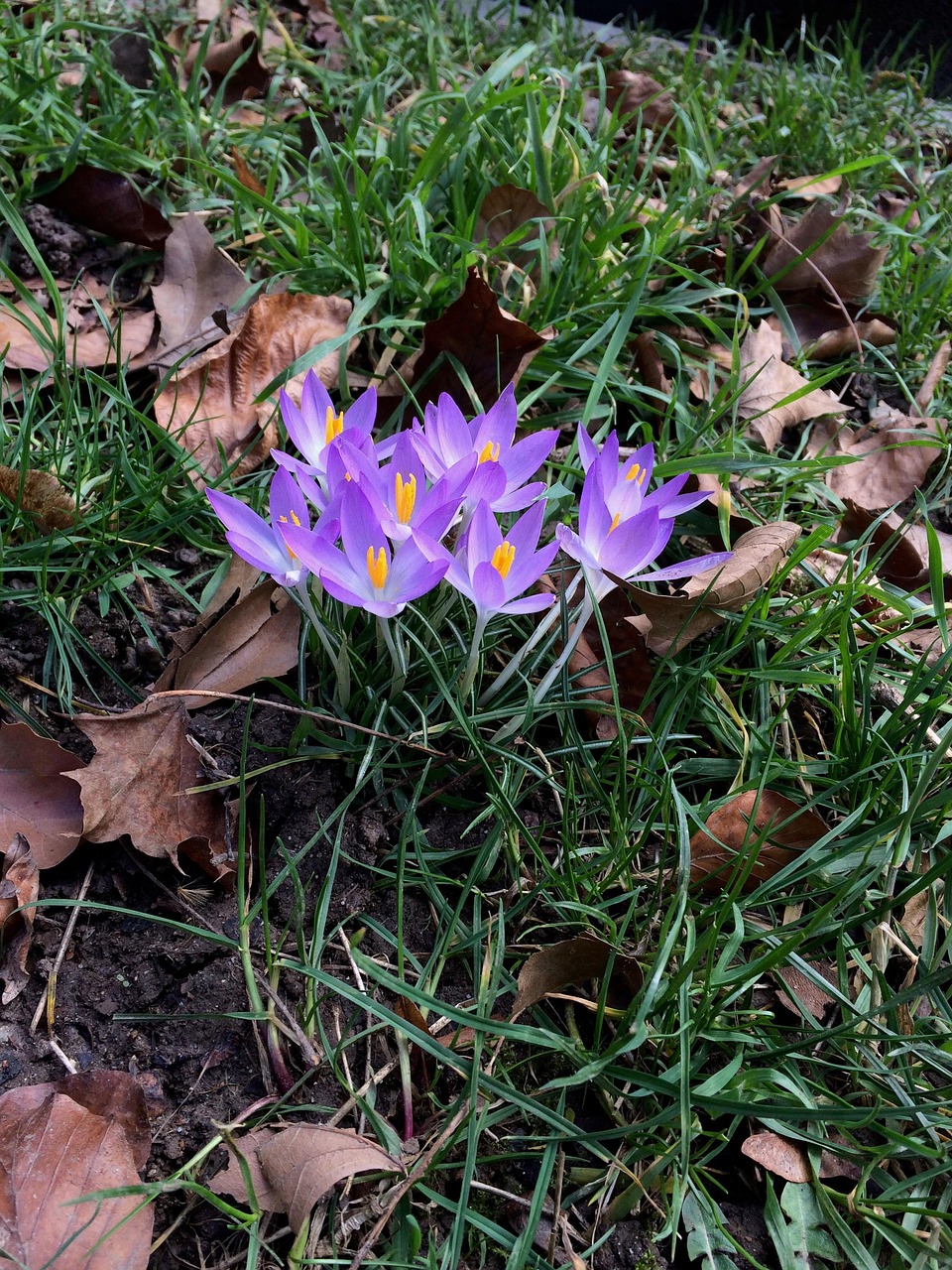 Crocus Le Printemps Fleur La - Photo gratuite sur Pixabay - Pixabay